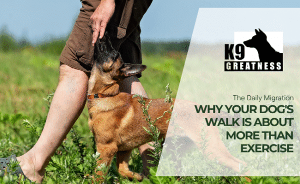 The Daily Migration: Why Your Dog's Walk is About More Than Exercise ...