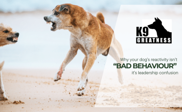 Why your dog’s reactivity isn’t “bad behaviour” — it’s leadership ...